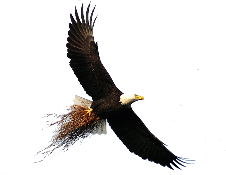 Eagle (PSD) | Official PSDs
